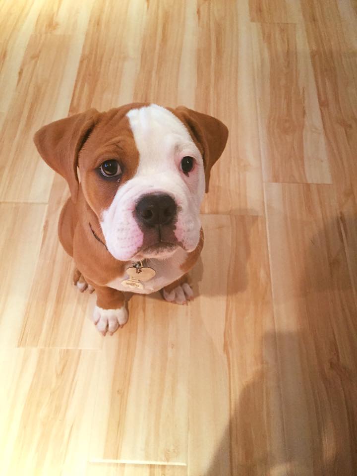 Puppy Classes Are Great For Socialization Basic Training And Having Fun 
